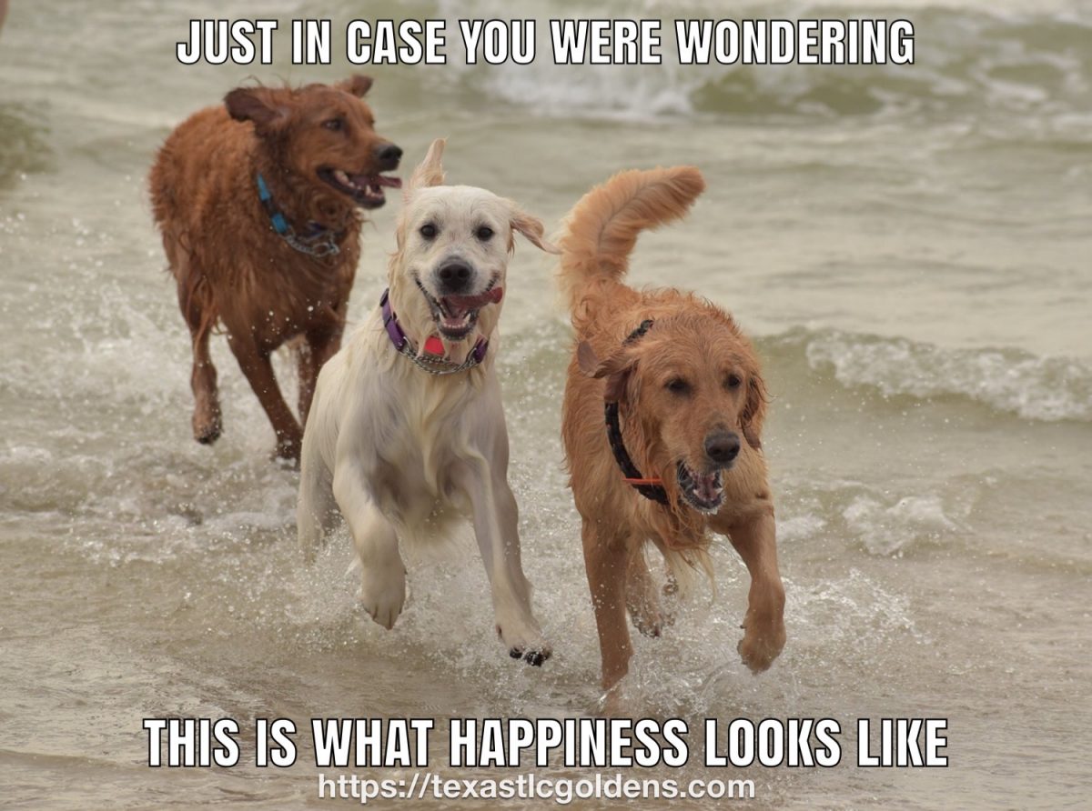 Golden-Retriever meme happiness | Texas TLC Goldens